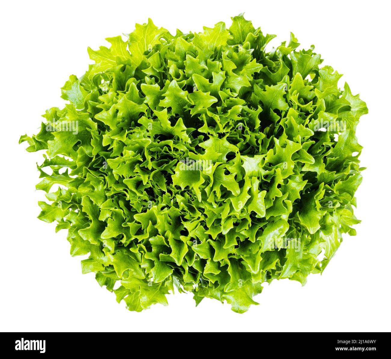 top view of fresh green leaves of curly endive lettuce isolated on ...