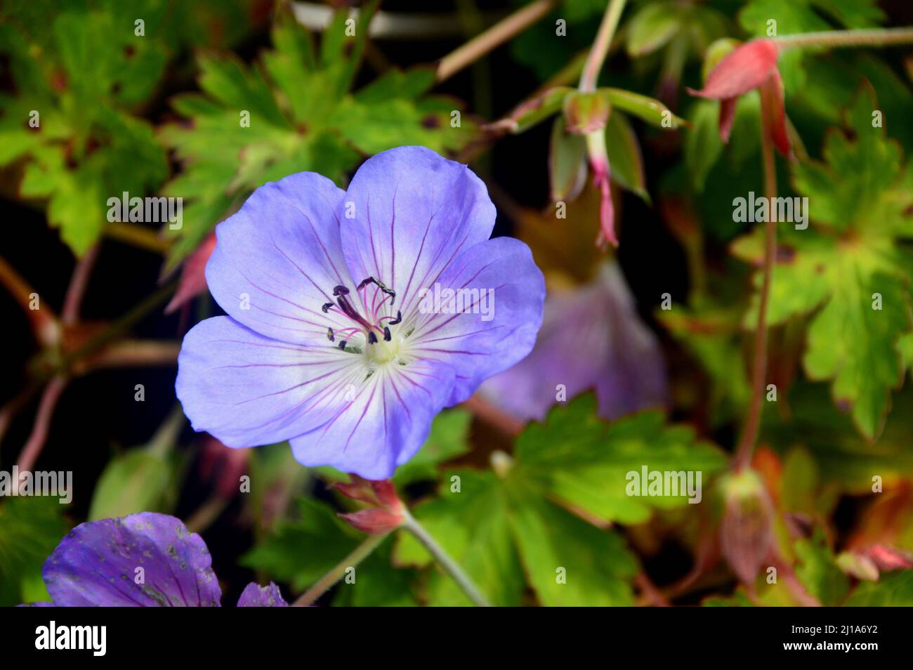 Single Pale Purple Geranium 'Rozanne' (Cranesbill) Flower Grown at RHS ...