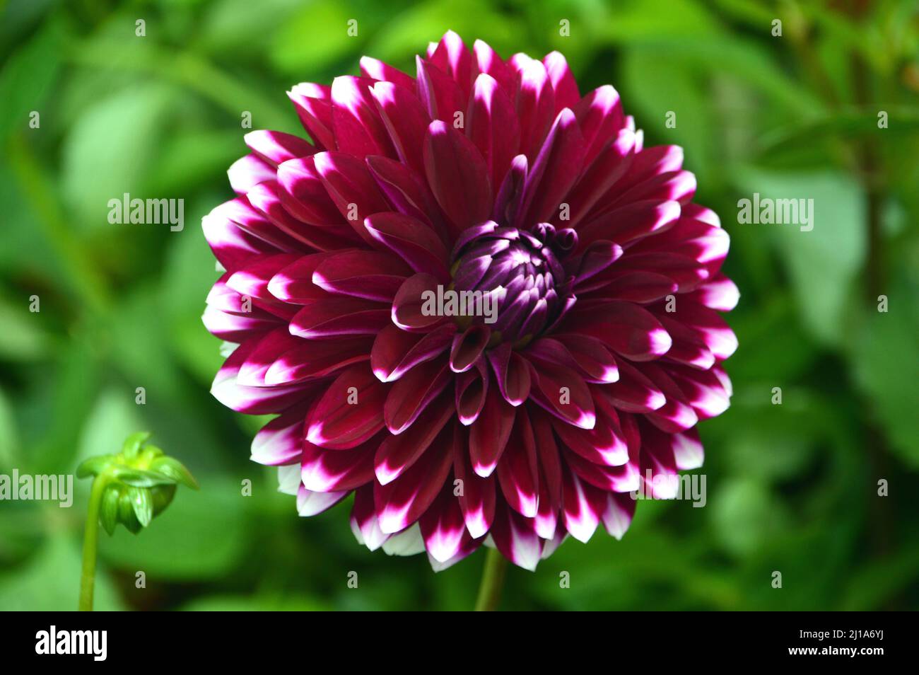 Maxi cancun hi-res stock photography and images - Alamy