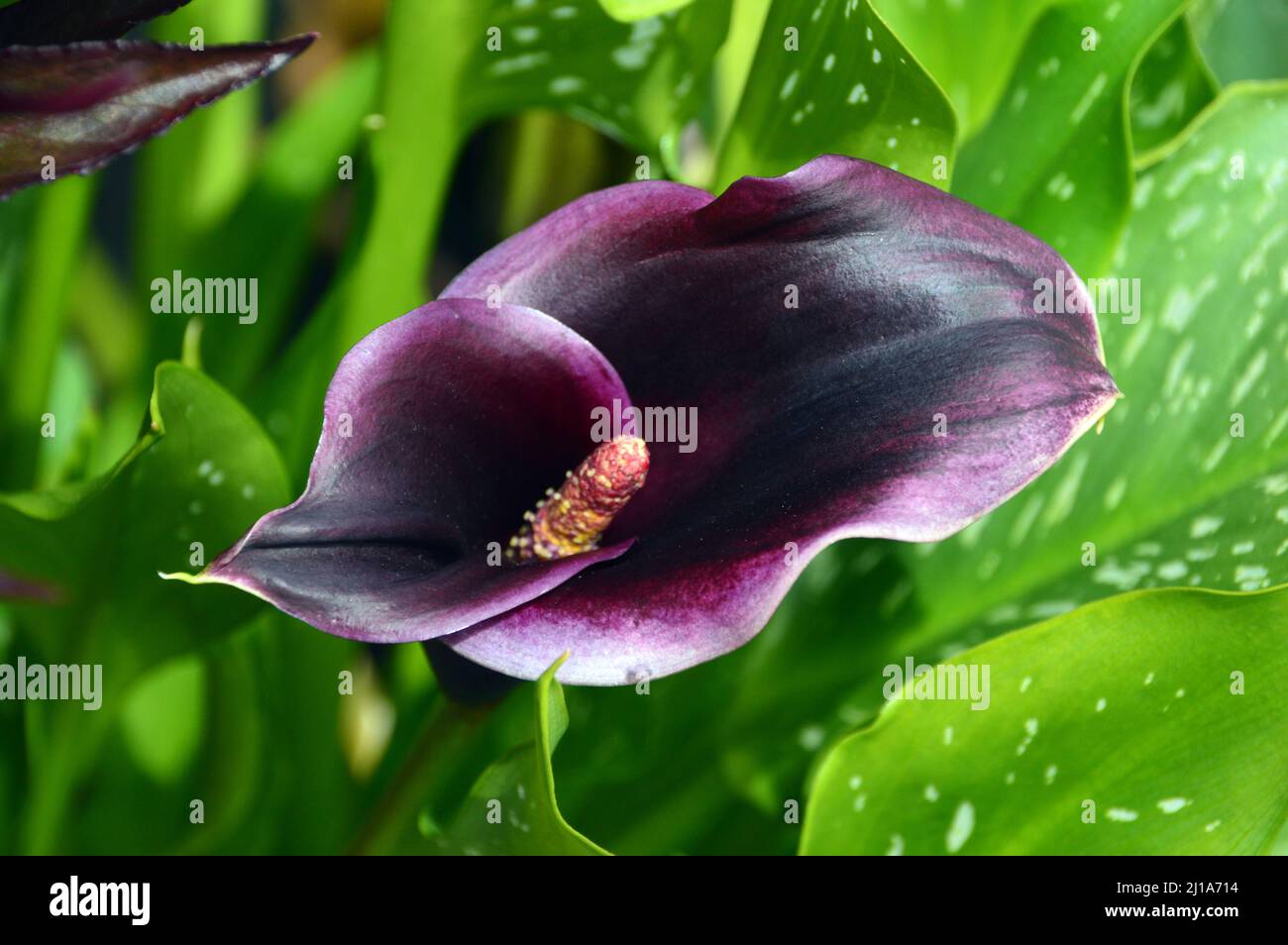 Single flower calla lily hi-res stock photography and images - Alamy