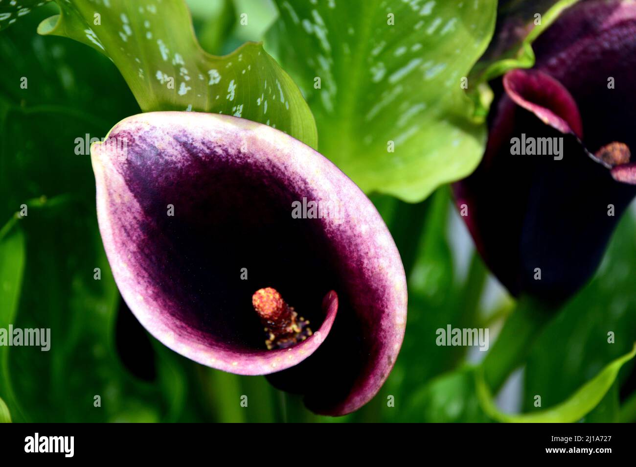 Single Trumpet Shaped, Deep Purple Zantedeschia Arum Lily 'Dubai Nights ...