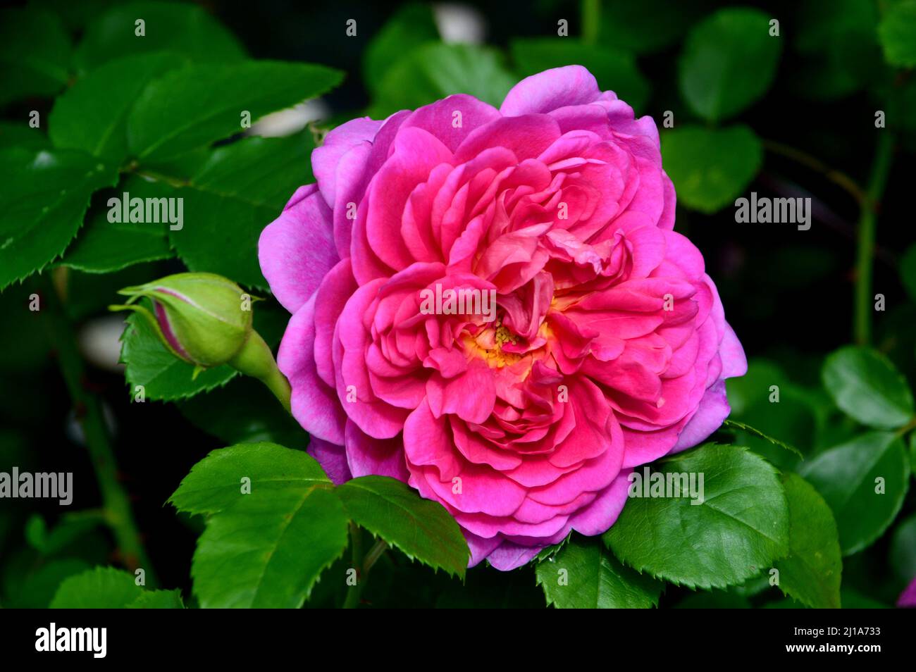 Single Pink 'Rosa Auskitchen' (Princess Anne) English David Austin ...