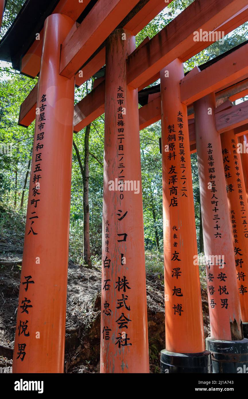 Fushimi inari taisha cat hi-res stock photography and images - Alamy