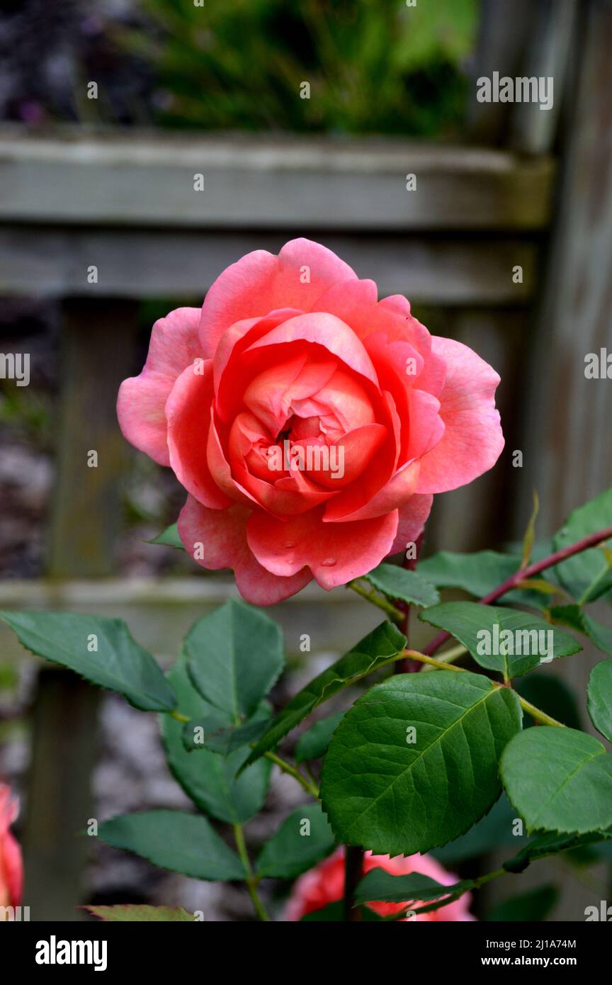 Single Coral Pink 'Rosa Auscousin' (Boscobel) English David Austin ...