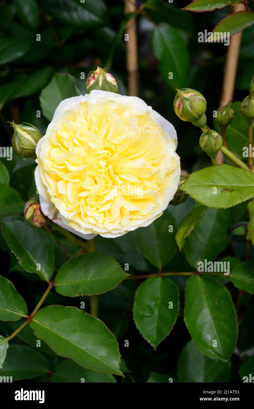 David austin english rose hi-res stock photography and images - Alamy