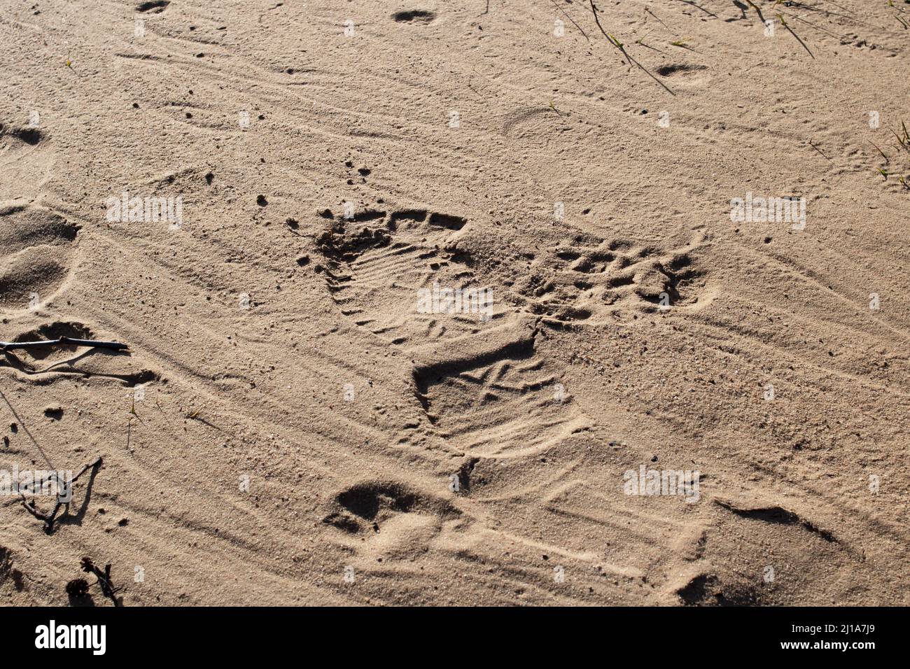 Footprints in the sand on the beach Stock Photo - Alamy