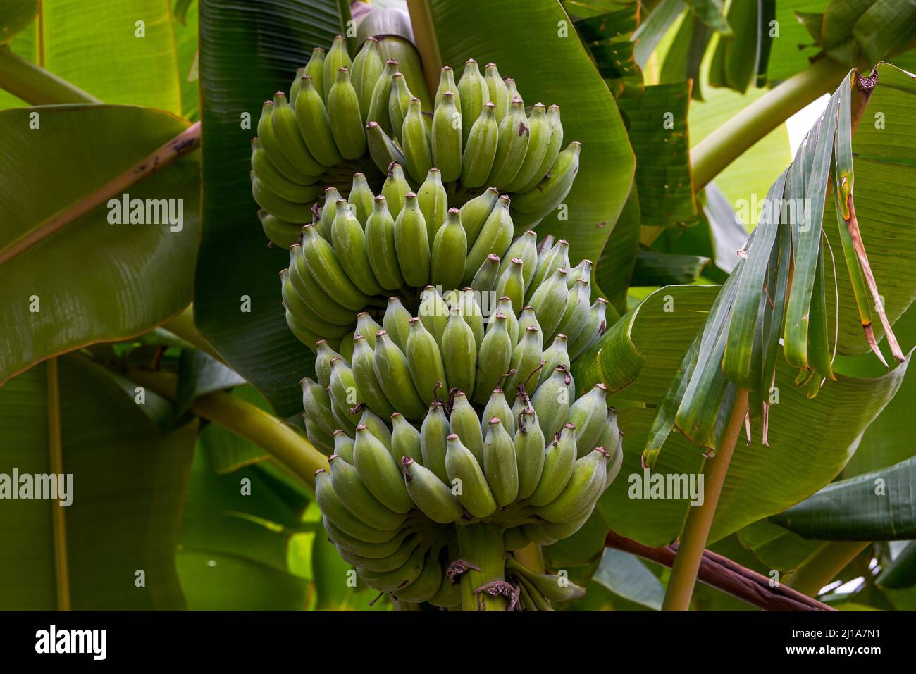 Unripe bananas in jungle close hi-res stock photography and images - Alamy