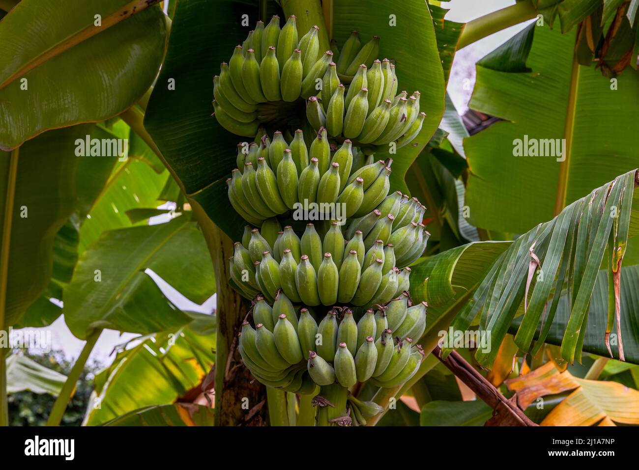 Unripe bananas in jungle close hi-res stock photography and images - Alamy