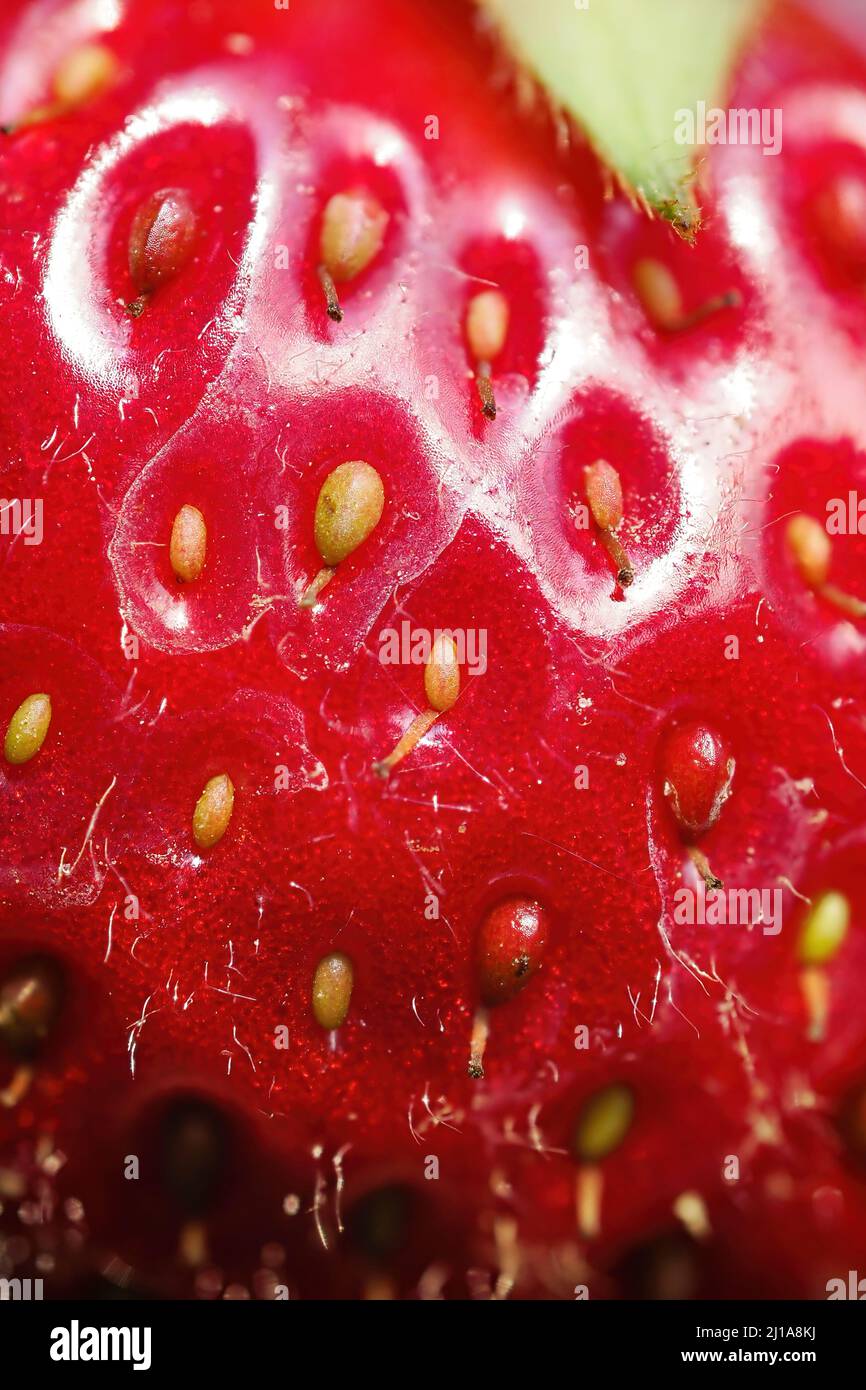 Close-up of ripe strawberry showing seeds. Detailed surface macro shot ...