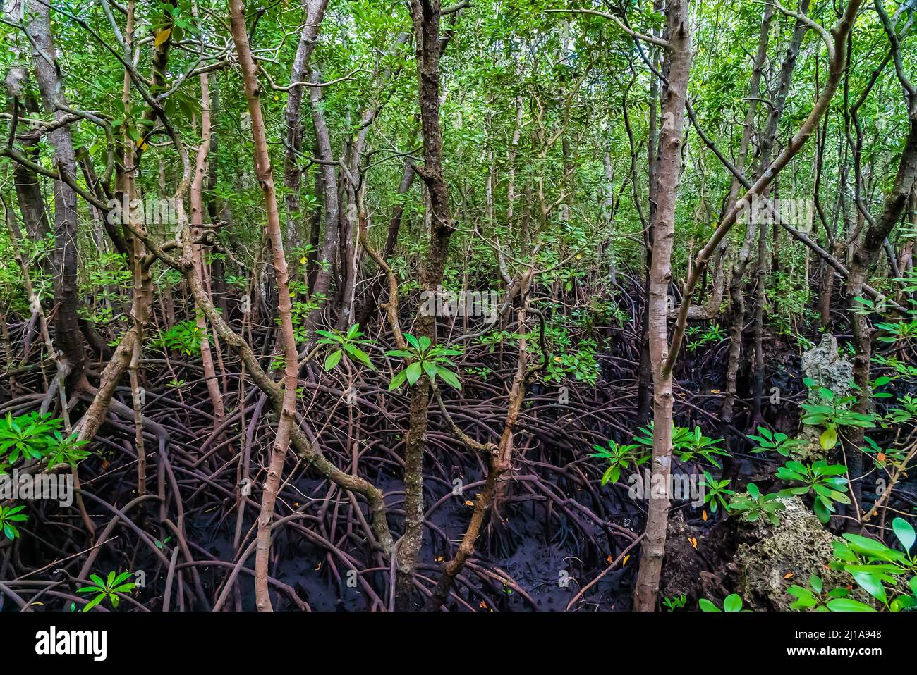 Mangrove forest, Zanzibar. Tropical forest in mud. Jozani forest Stock ...