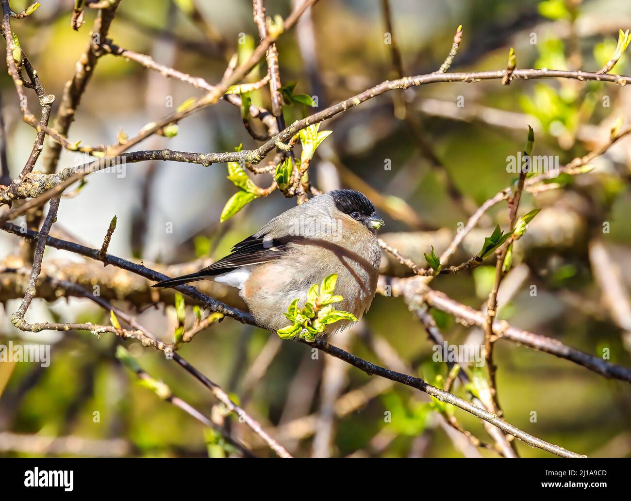 Bullfinches hi-res stock photography and images - Alamy
