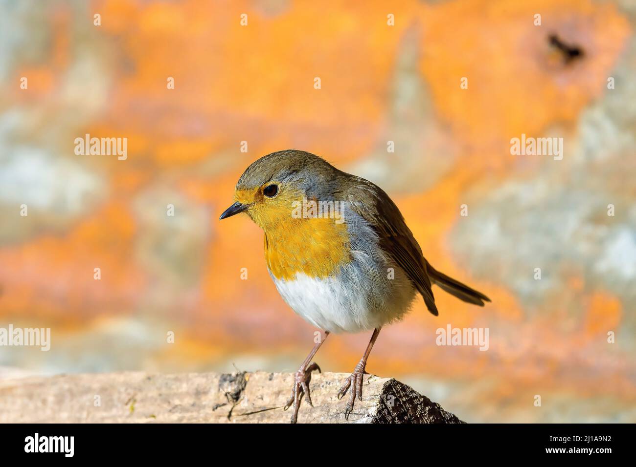 Spring. Red-breasted Robin sitting on a branch Stock Photo - Alamy