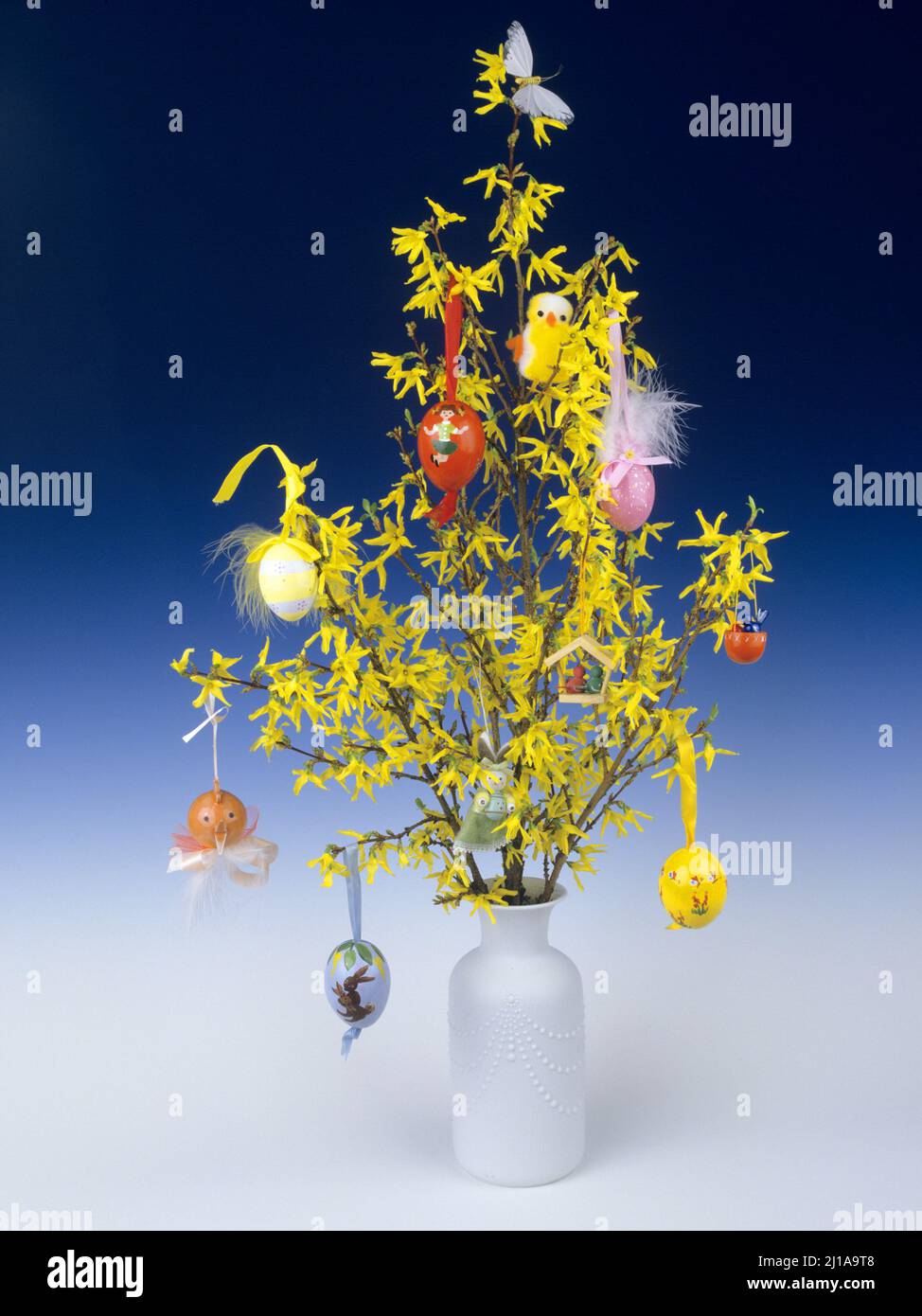 Osterstrauch aus blühenden Forsythien, behängt mit bunten Ostereiern ...