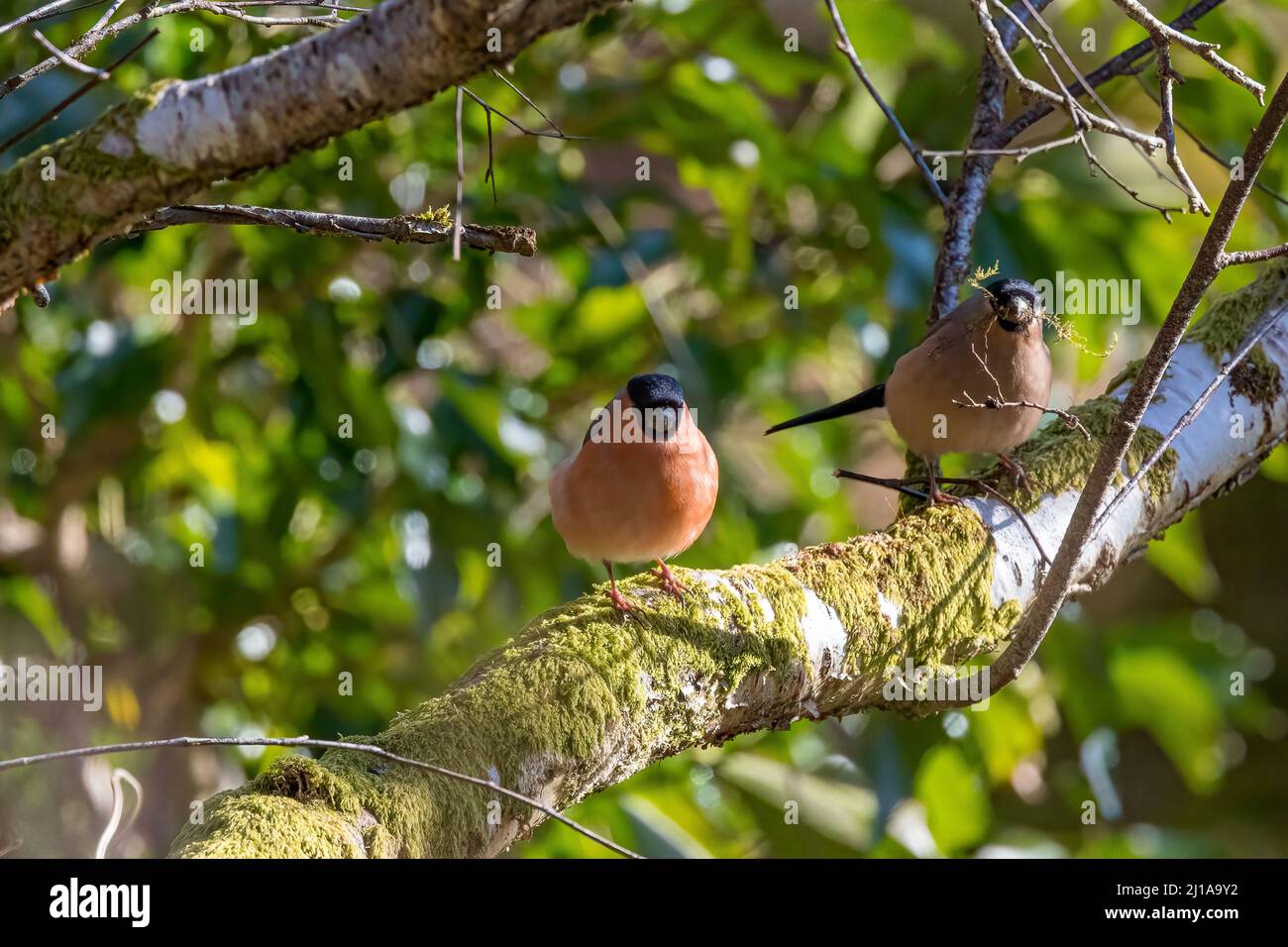 Spring. Bullfinches female and male sitting on a branch, the female ...