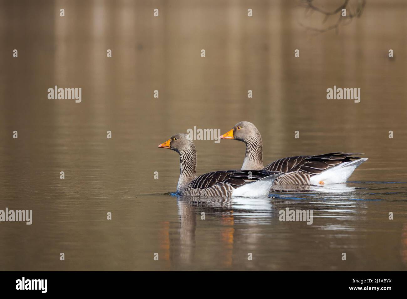 Spring. Two geese floating on the water Stock Photo - Alamy