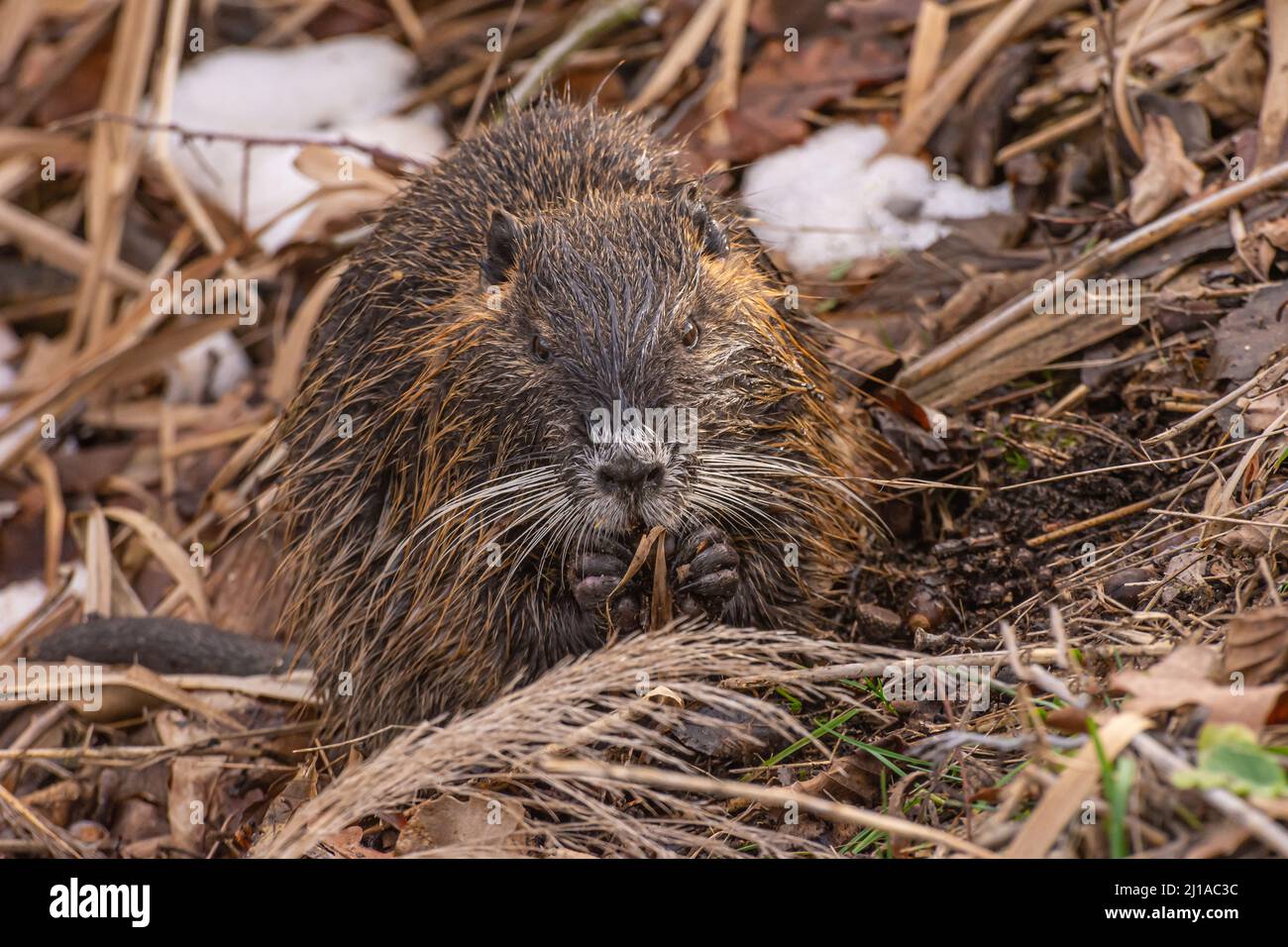 Nutria nahaufnahme hi-res stock photography and images - Alamy
