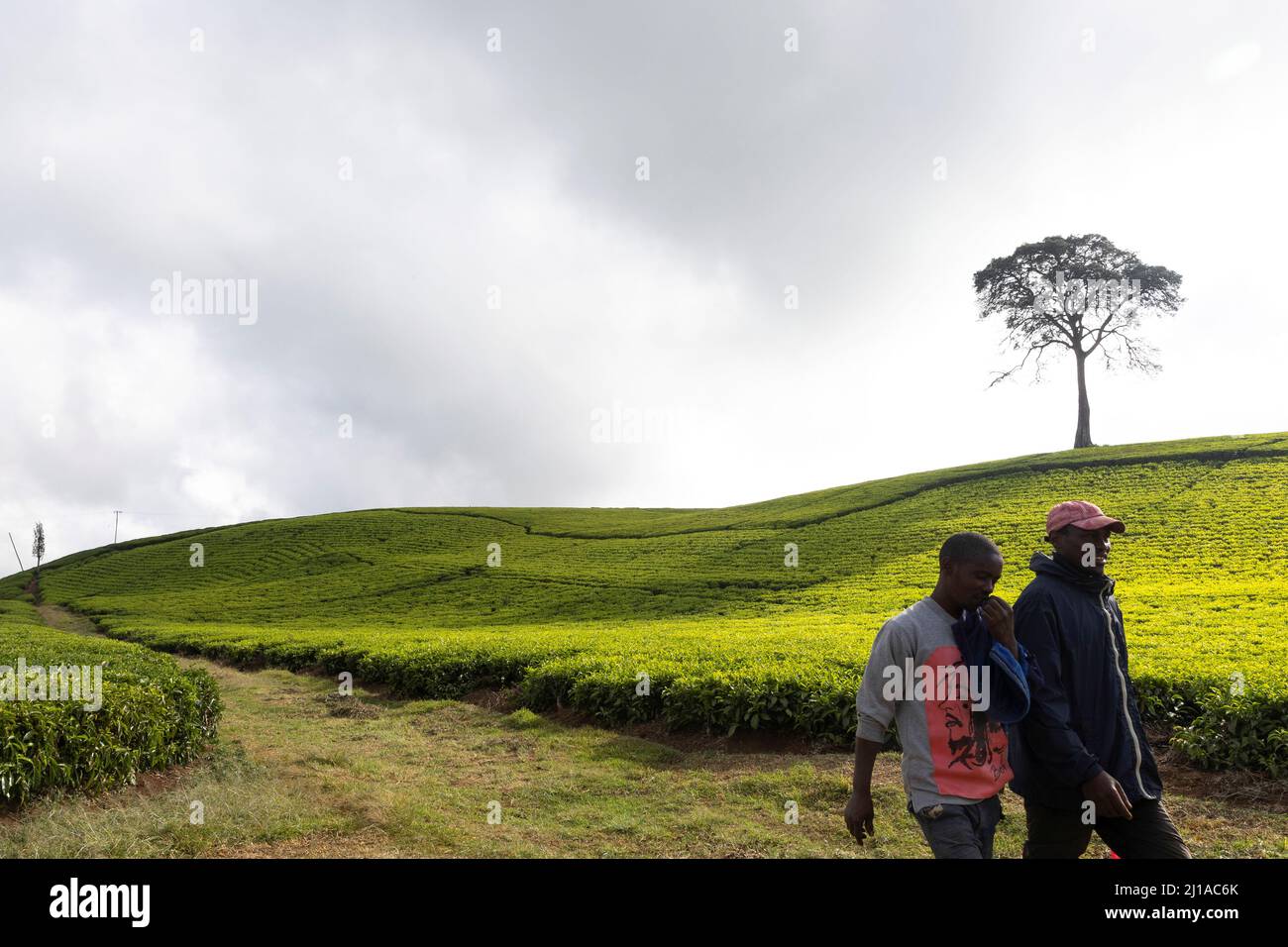 Limuru tea hi-res stock photography and images - Alamy