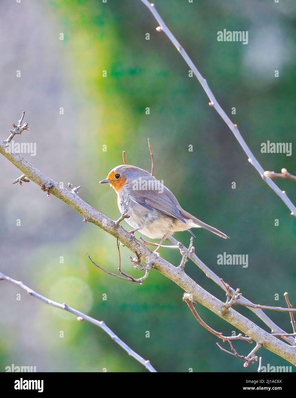 Spring. Red-breasted Robin sitting on a branch Stock Photo - Alamy