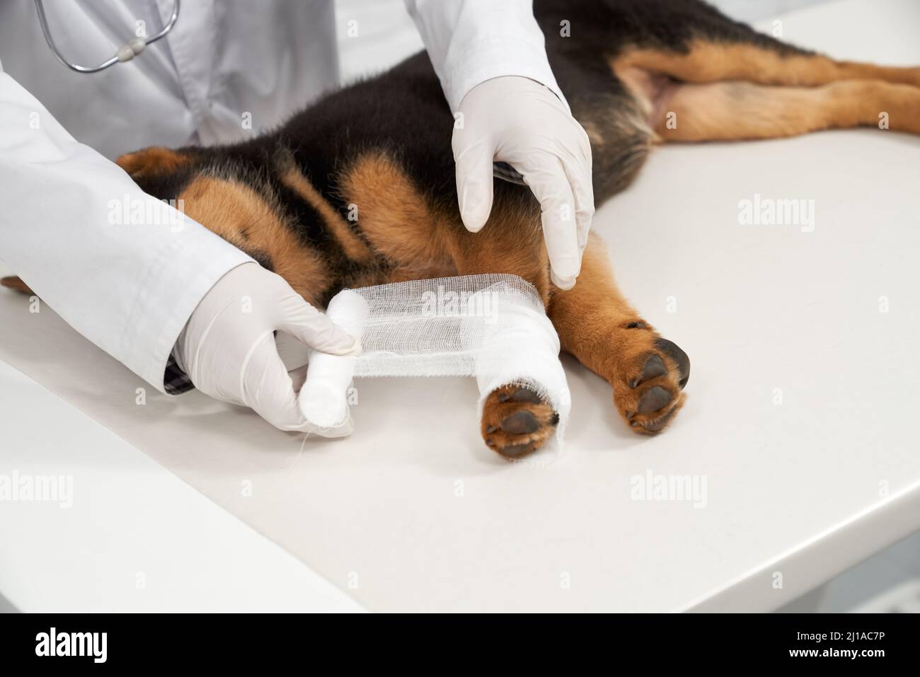 Side view of vet hands in gloves bandaging wounded body part of ...