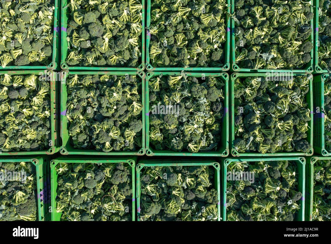Pallets loaded to the top with fresh picked Broccoli Stock Photo - Alamy
