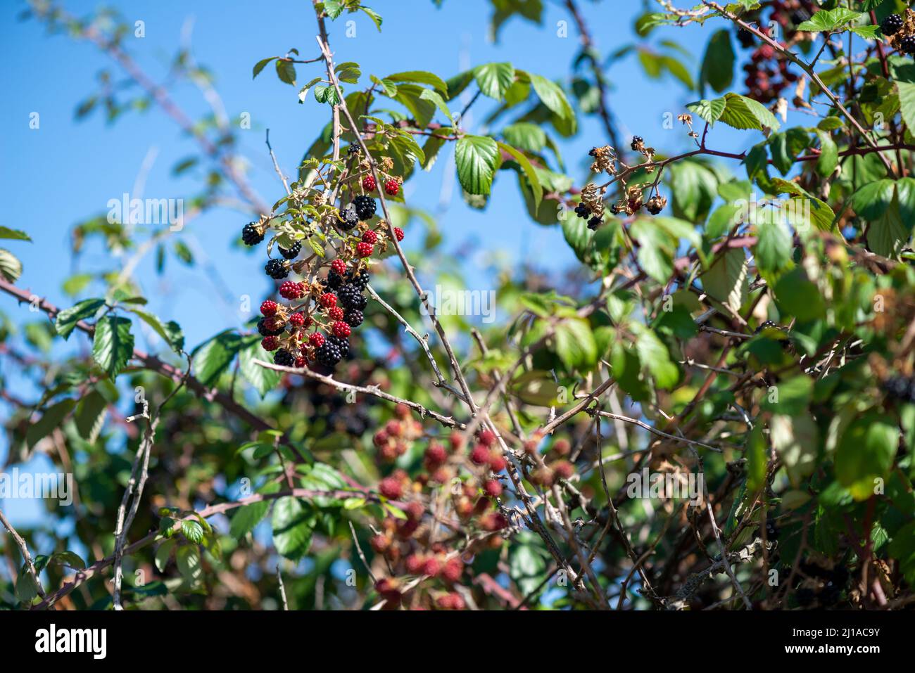 Wild fruit plant hi-res stock photography and images - Alamy