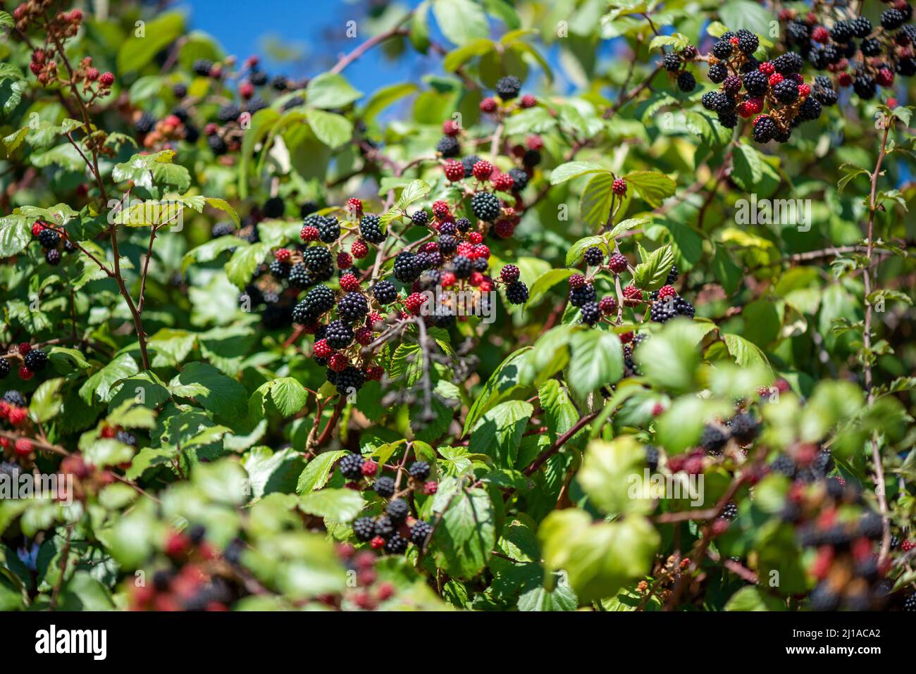 Rock berry tree hi-res stock photography and images - Alamy