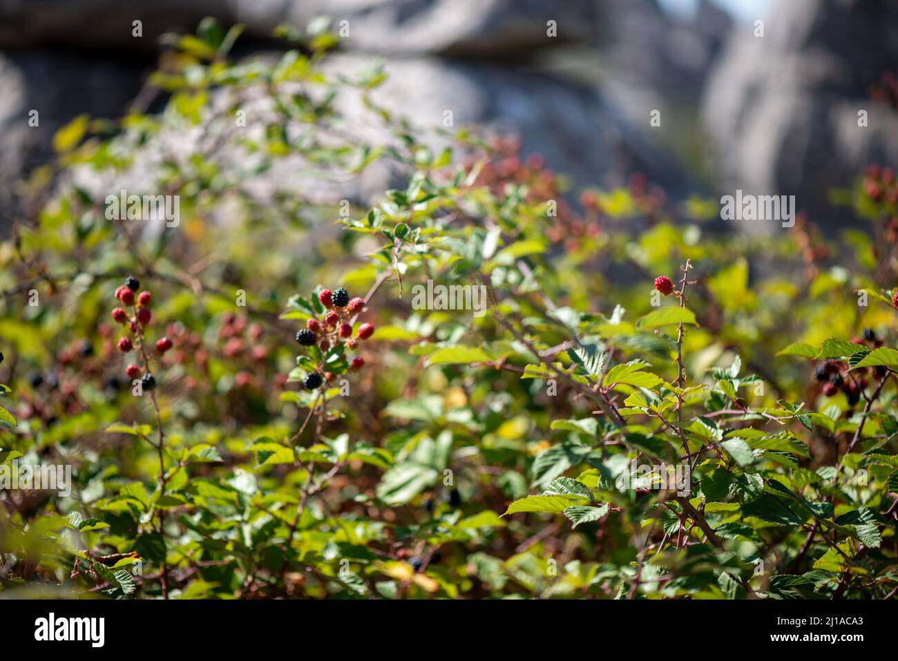 Wild fruit plant hi-res stock photography and images - Alamy