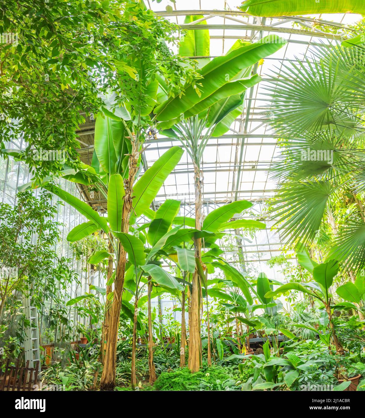 Growing banana palms inside the greenhouses of a tropical biotope Stock ...