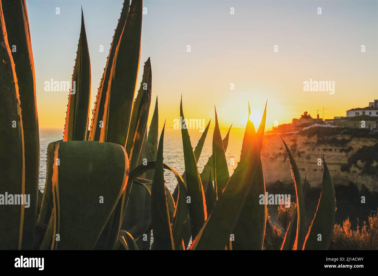 A scenic view of Agave americana plant near Algarve, Portugal at sunset ...