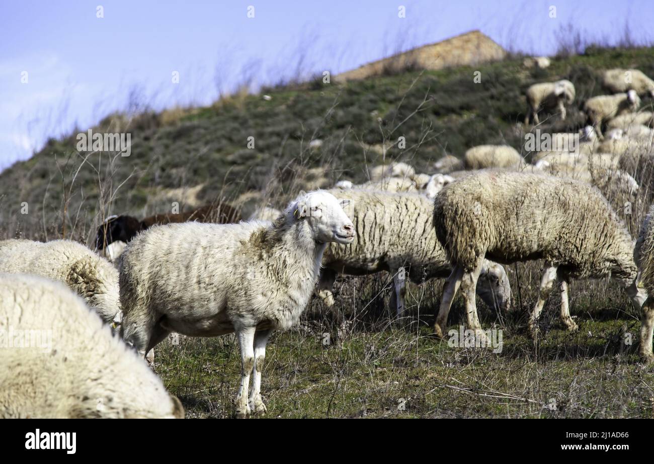 Flock of sheep in field, farm and domestic animals Stock Photo - Alamy