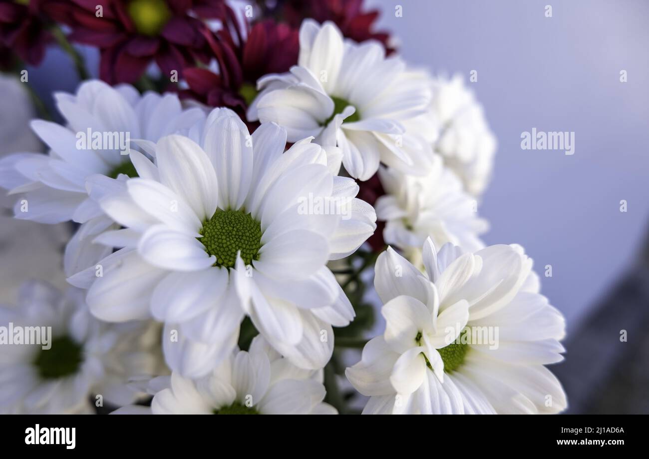 Bouquets of varied flowers celebration and event, nature Stock Photo ...