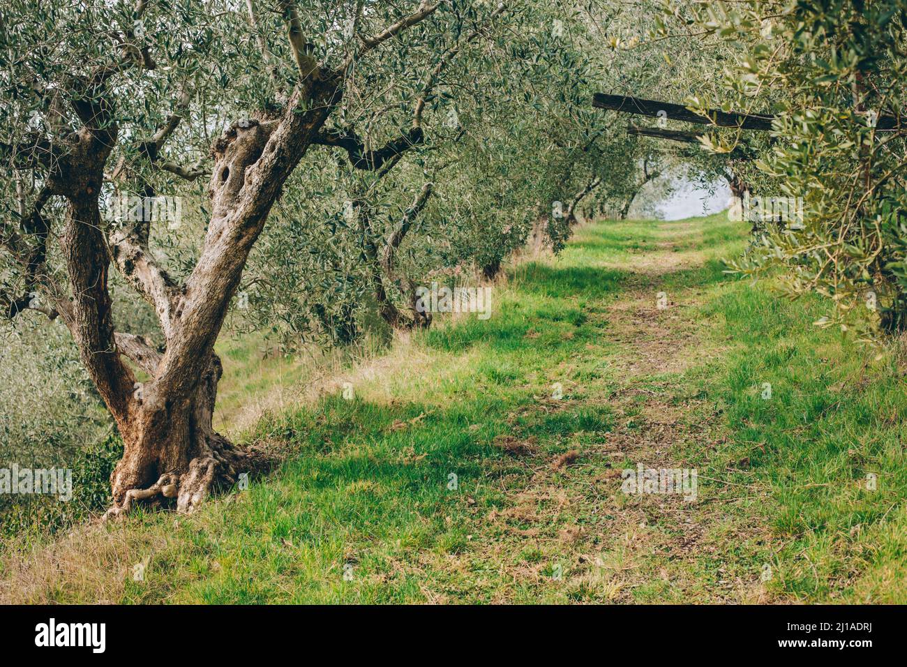 Old olive trees in hi-res stock photography and images - Alamy