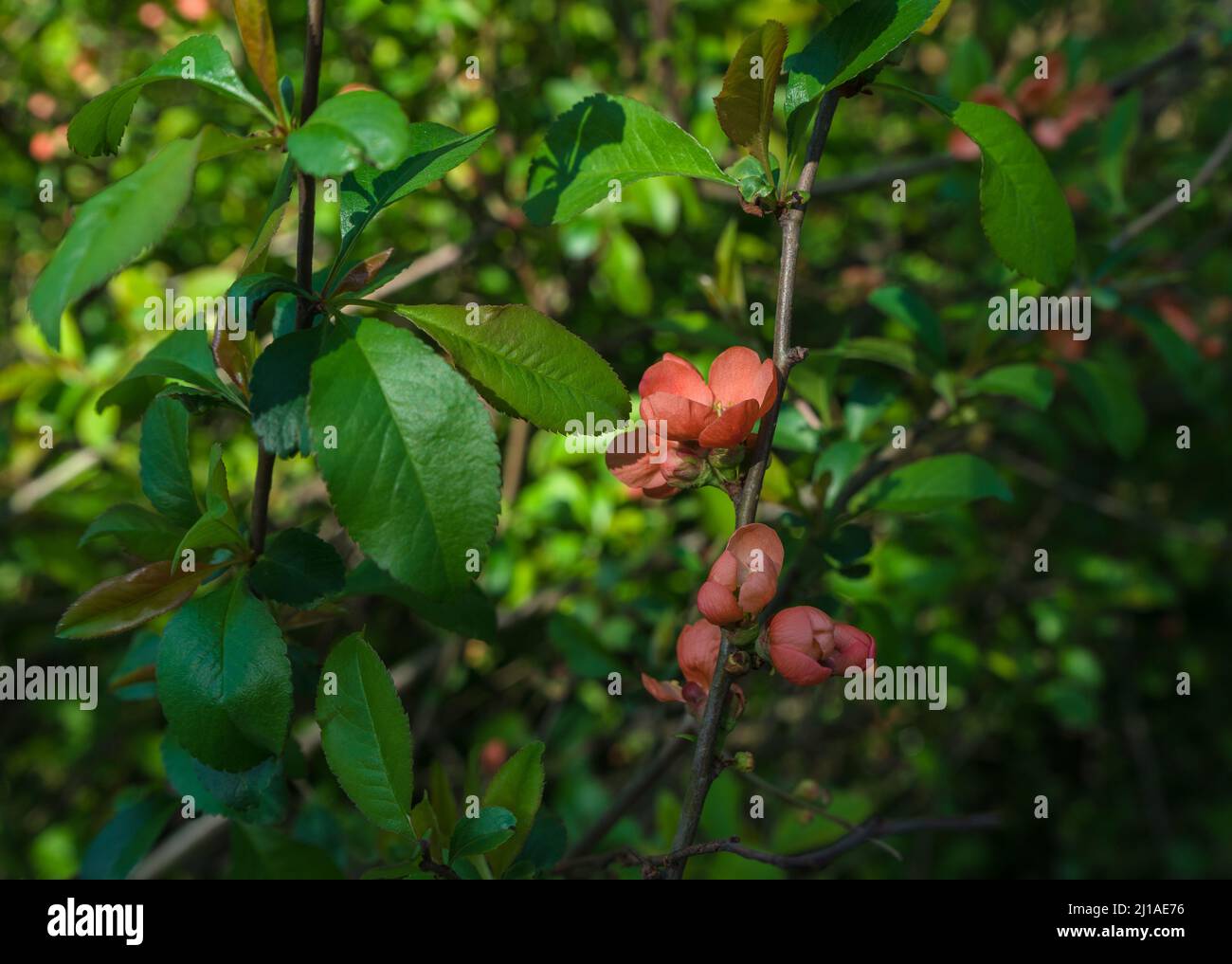Quince growing dwarf hi-res stock photography and images - Alamy