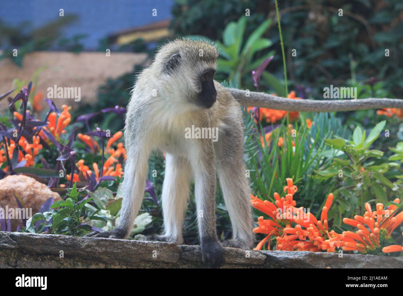 Male vervet monkey hi-res stock photography and images - Alamy