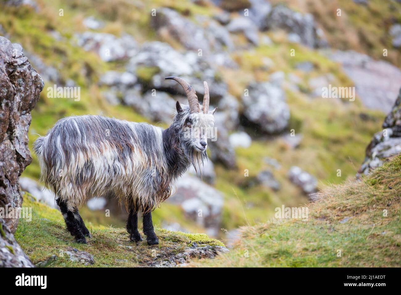 Close up of a Welsh mountain goat with long horns standing isolated ...