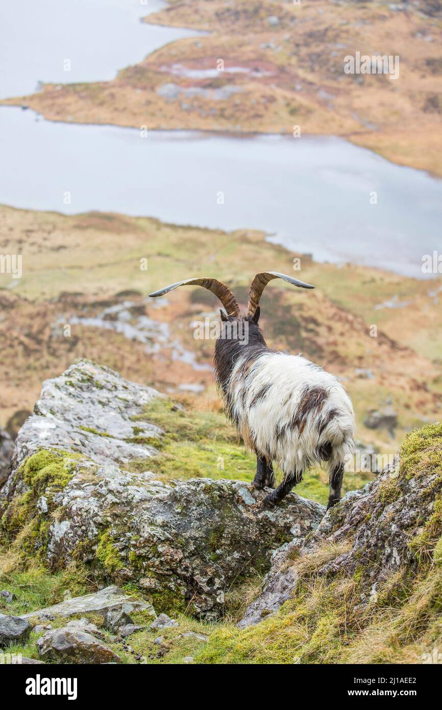 Rear view of wild welsh mountain goat with horns, isolated in mountains ...
