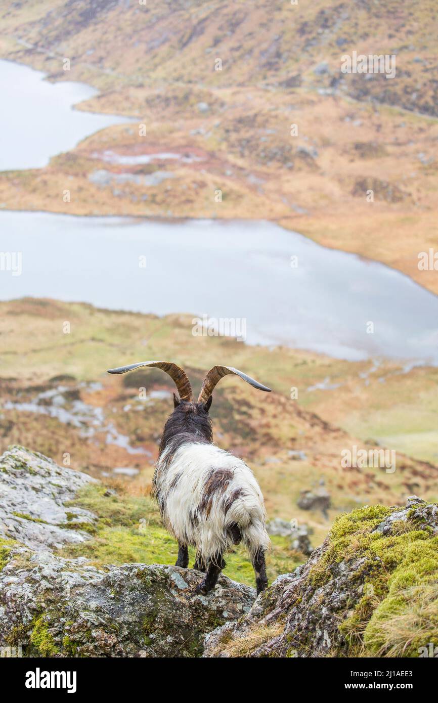 Rear view of wild, welsh mountain goat (with long horns) standing ...