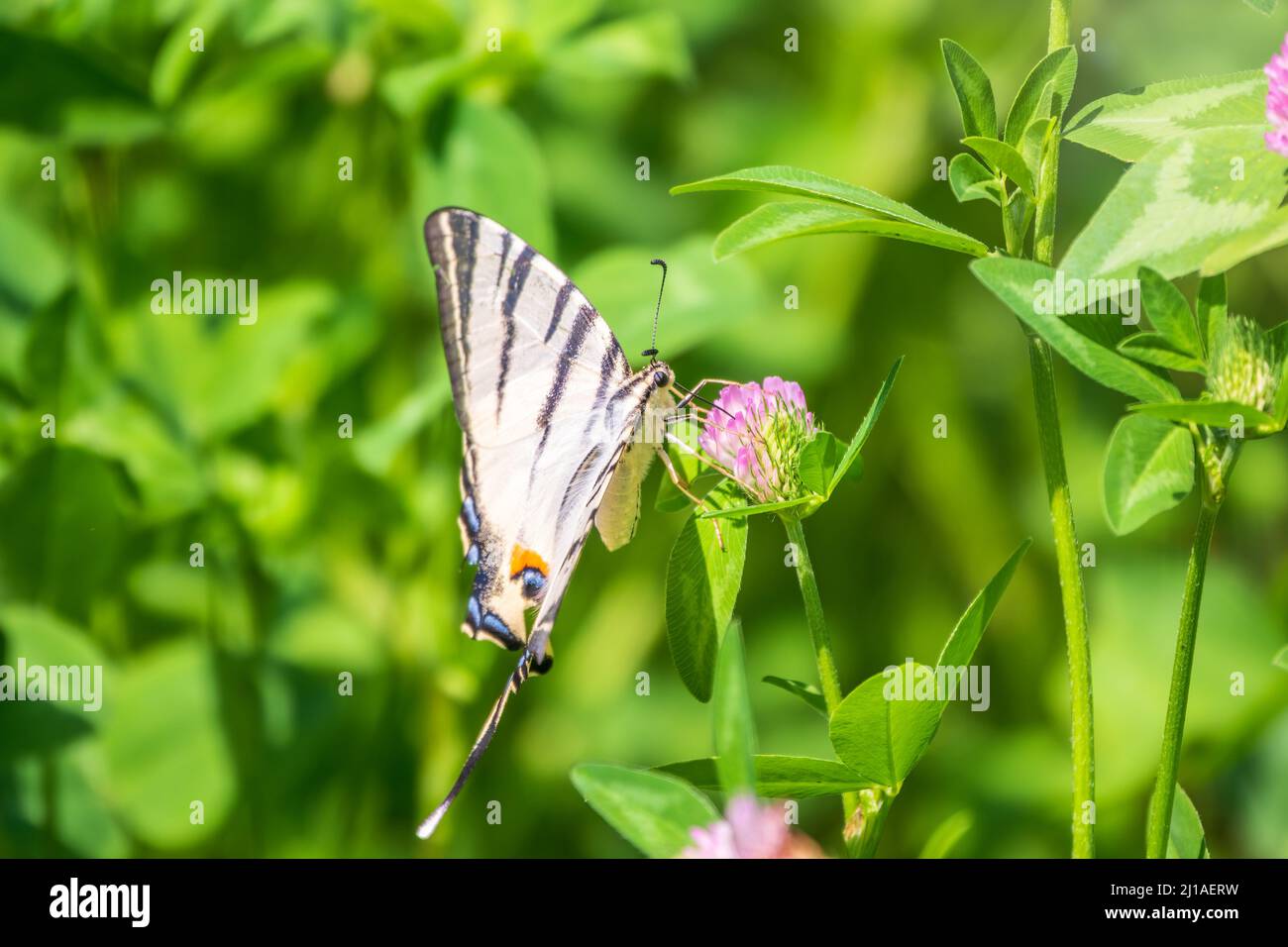Beautiful Butterfly Scarce Swallowtail, Sail Swallowtail, Pear-tree ...