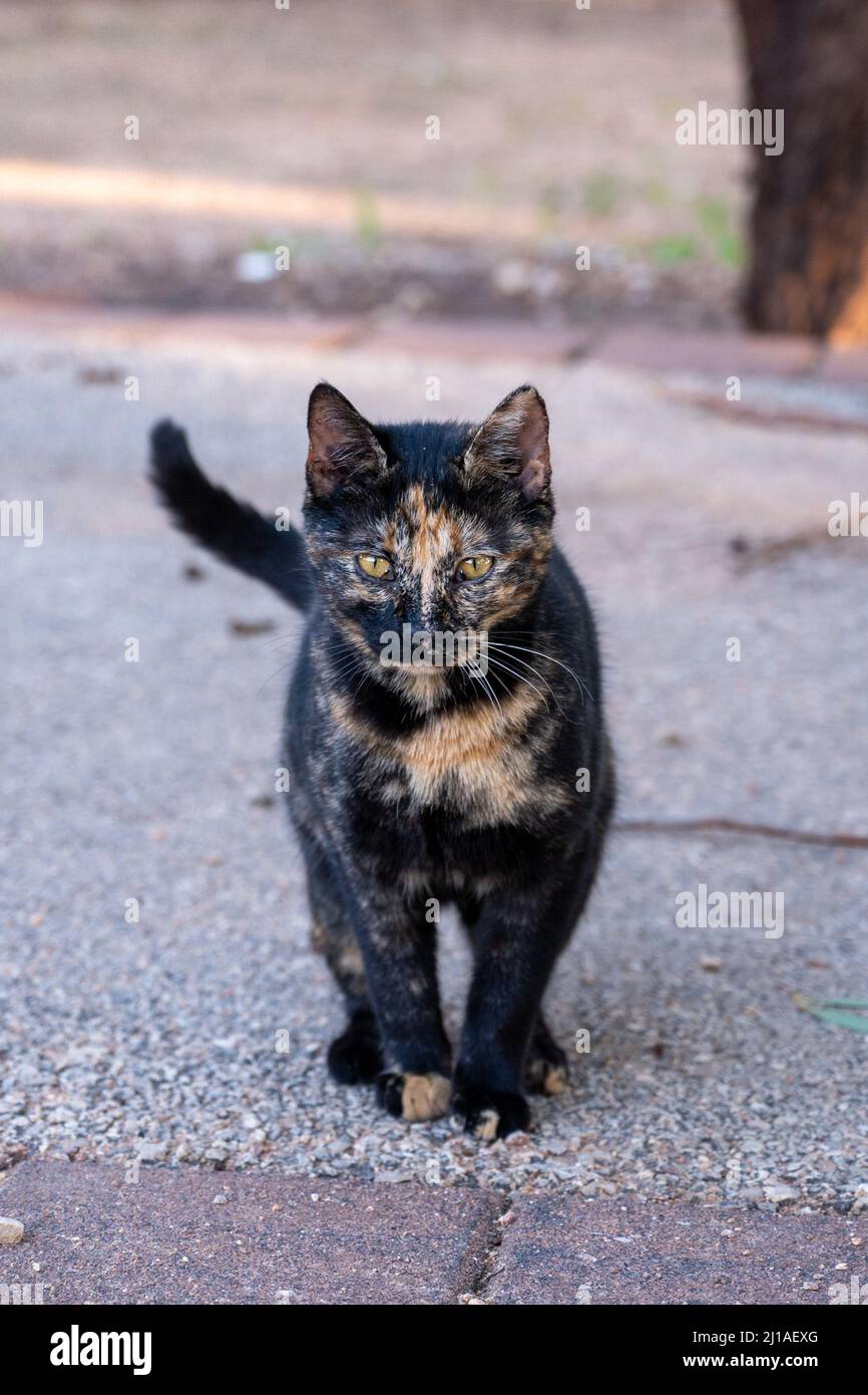black and tan cat posing for the photographer. close-up Stock Photo - Alamy
