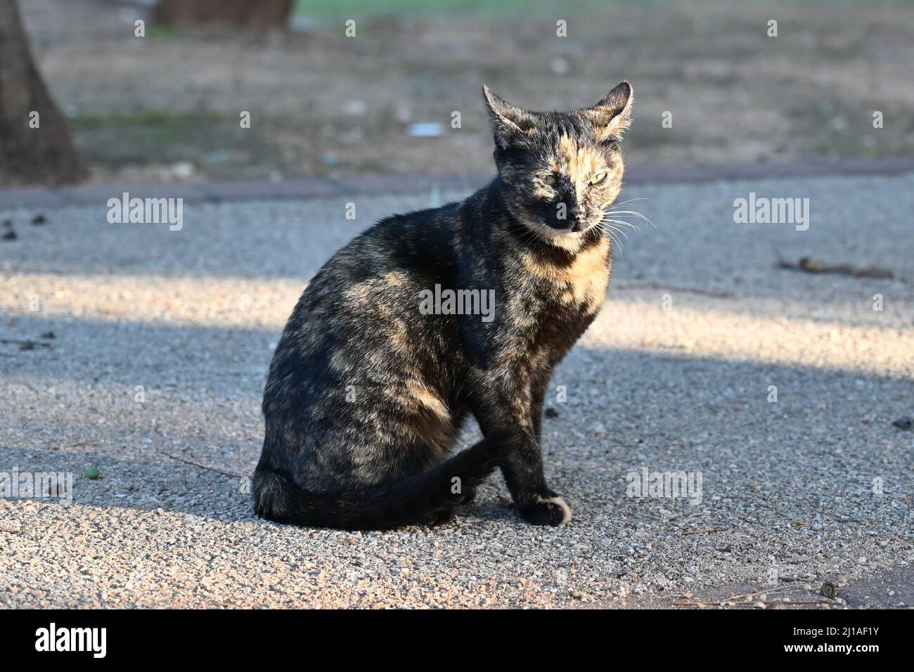 black and tan cat posing for the photographer. close-up Stock Photo - Alamy
