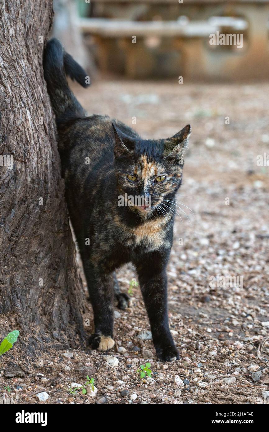 black and tan cat posing for the photographer. close-up Stock Photo - Alamy
