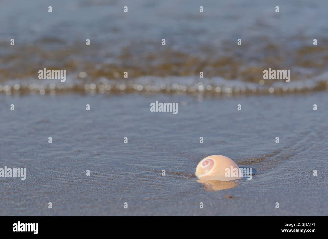 Shell on wet hi-res stock photography and images - Alamy