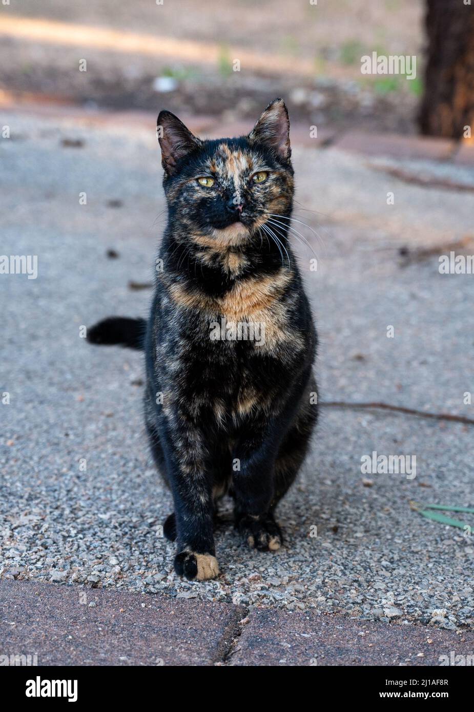 black and tan cat posing for the photographer. close-up Stock Photo - Alamy