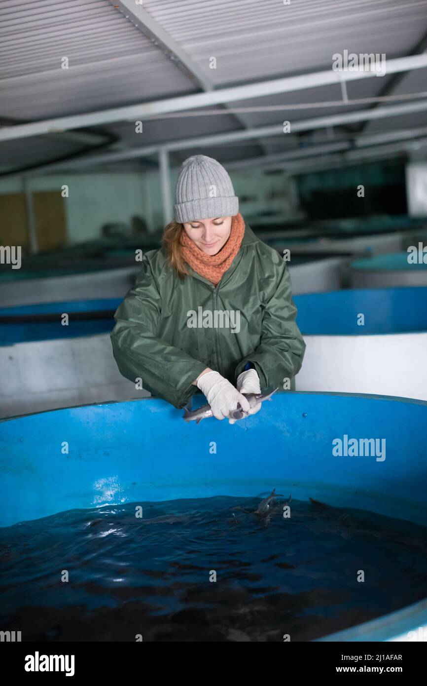 Woman examining young sturgeon on fish farm Stock Photo - Alamy