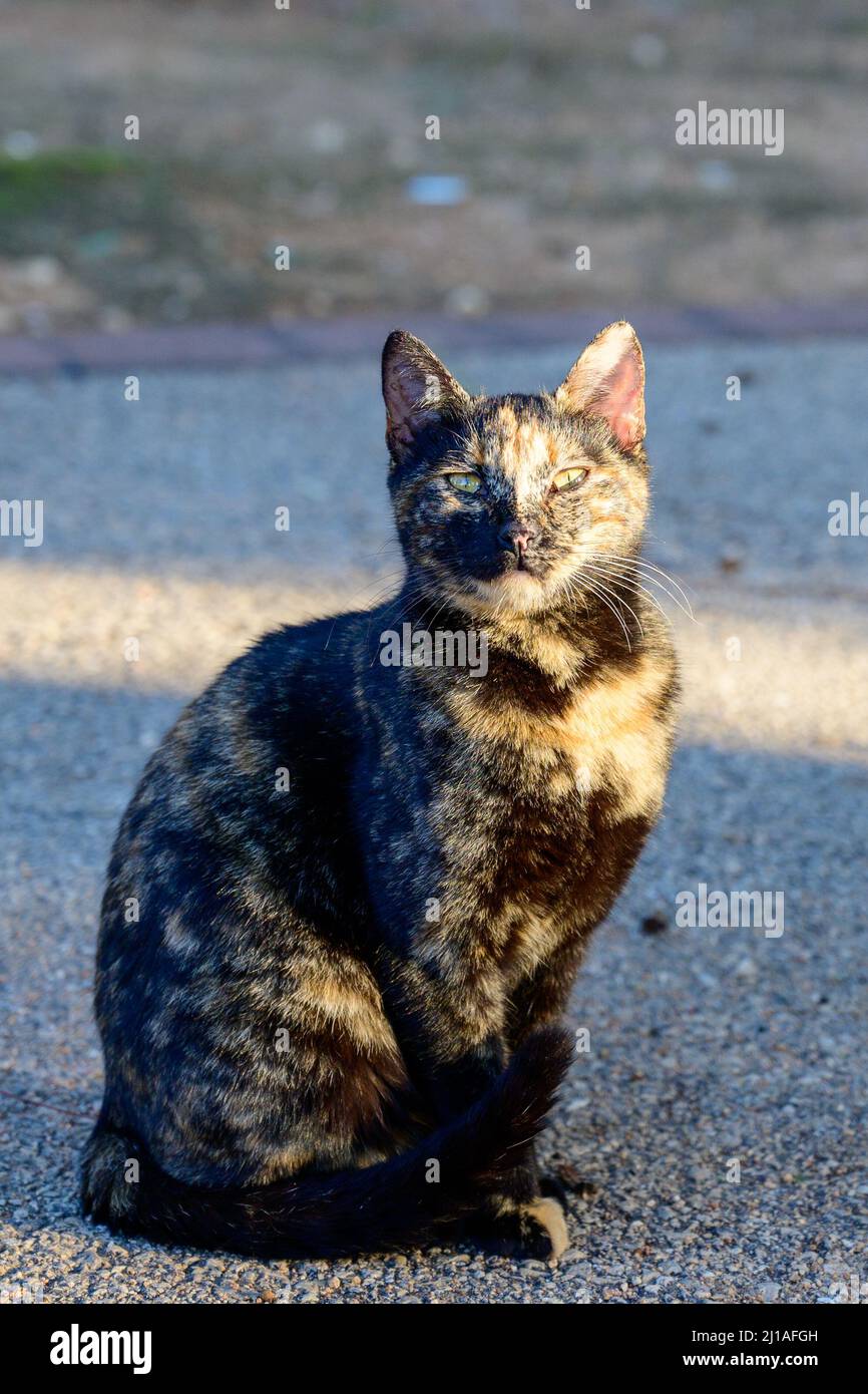 black and tan cat posing for the photographer. close-up Stock Photo - Alamy