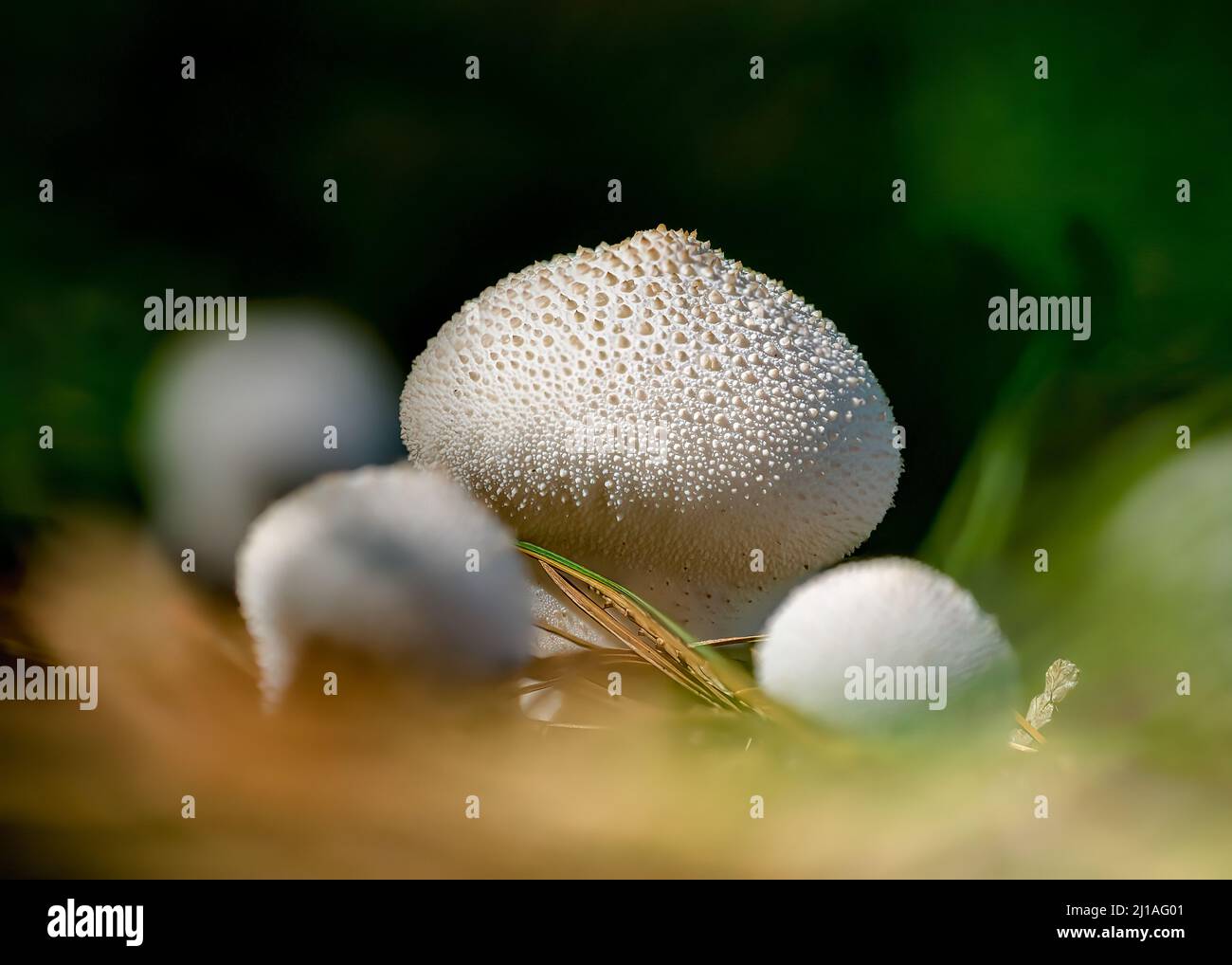 A closeup of Lycoperdon perlatum, popularly known as the common ...