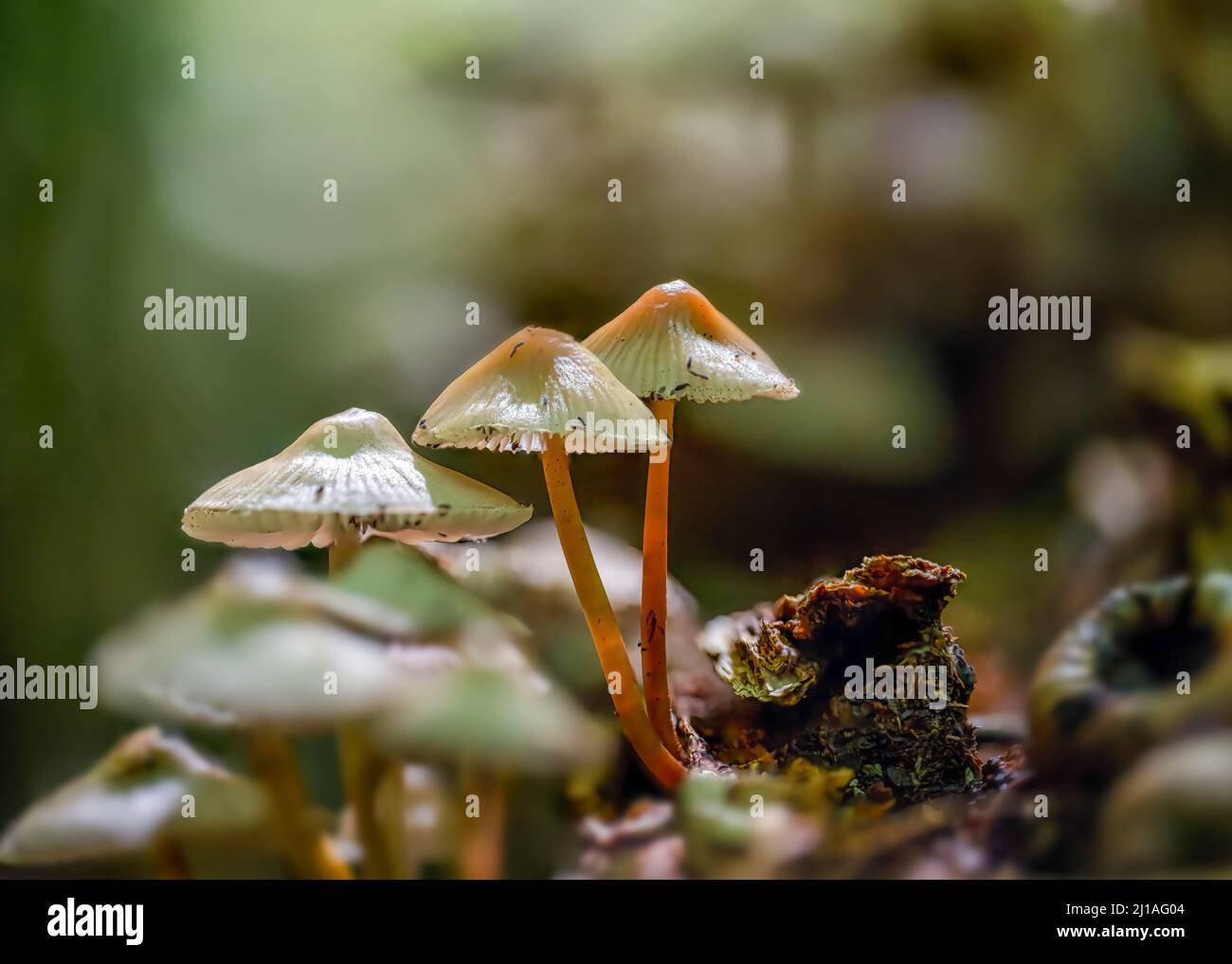 A species of agaric fungus in the family mycenaceae hi-res stock ...