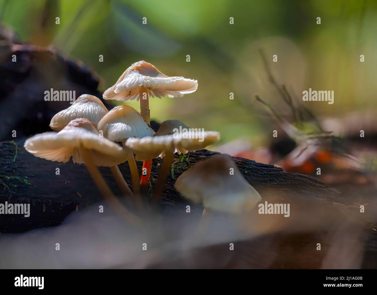 A closeup of Mycena zephirus, a species of agaric fungus in the family ...