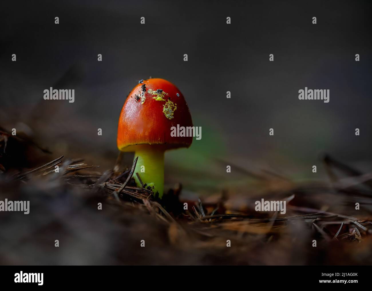 A closeup of Russula paludosa mushroom in the forest Stock Photo - Alamy