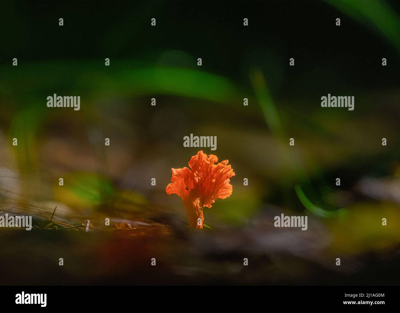 A closeup of Ramaria subbotrytis, a species of coral fungus in the ...